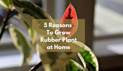 5 Reasons to grow Rubber Plant at Home – BloomBoxClub USA
