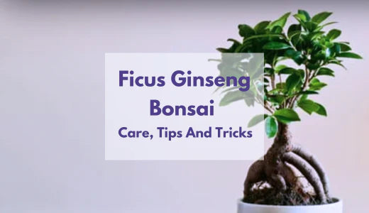 Ficus Ginseng Bonsai - Ficus Ginseng Care, Tips And Tricks ...