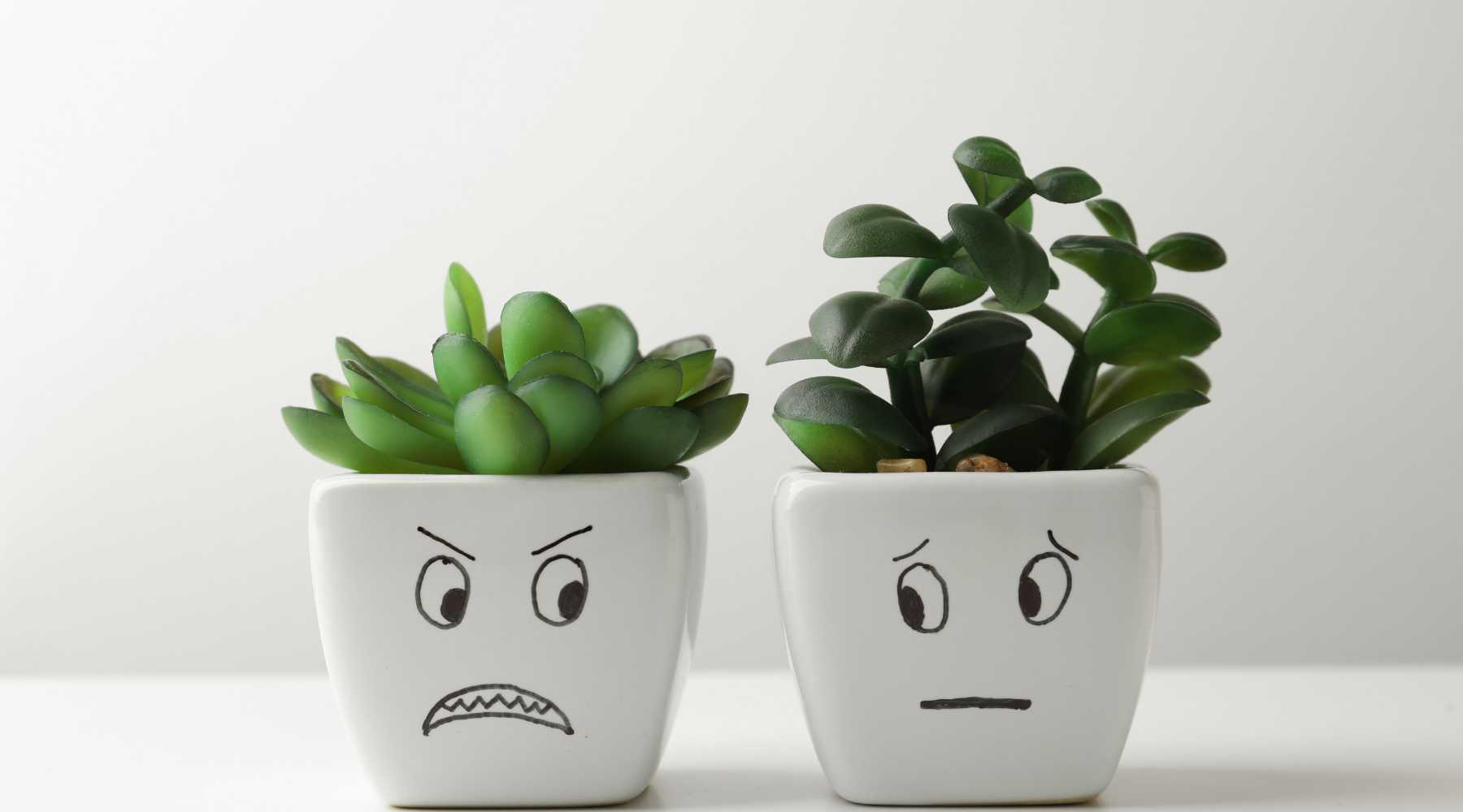 Troubleshooting Common Issues with Easy-Care Plants – BloomBoxClub USA