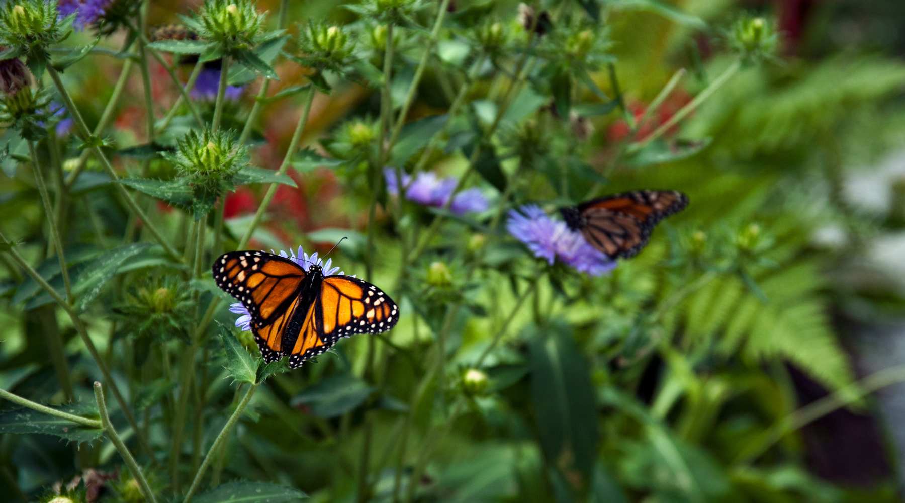 Creating a Butterfly Garden: Outdoor Plants That Attract Butterflies ...