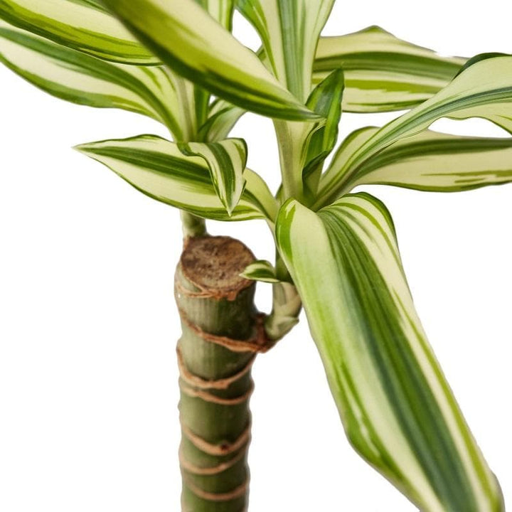 Dracaena 'Sted Sol Cane' & Pot | Delivered by Bloombox Club ...