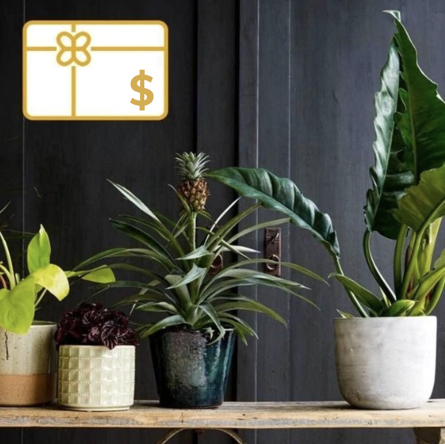 Gift Vouchers | Indoor Plants & Natural Accessories – BloomBoxClub USA